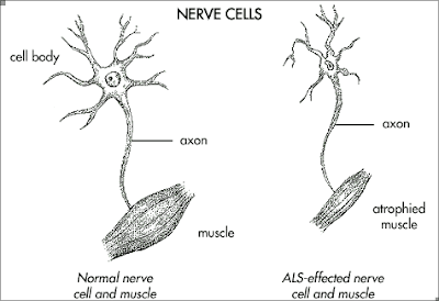 bioeducation: CONTROL AND COORDINATION IN HUMANS